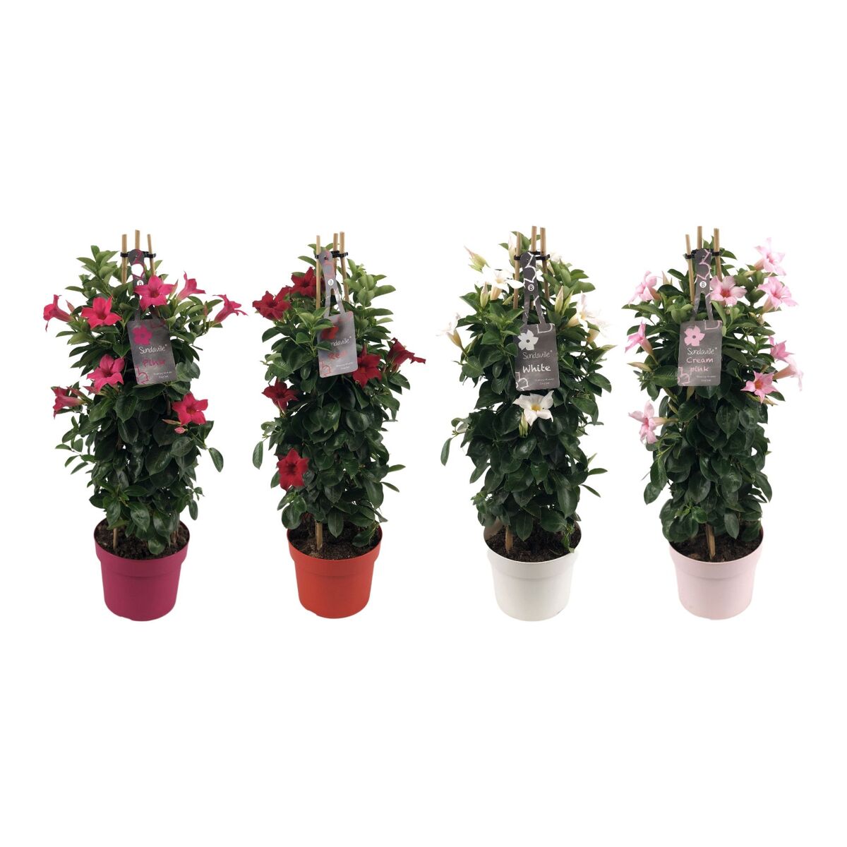Mandevilla Sundaville Gemengd Toren | Van der Plas