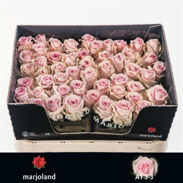 Rose Sweet Dolomiti | Van der Plas