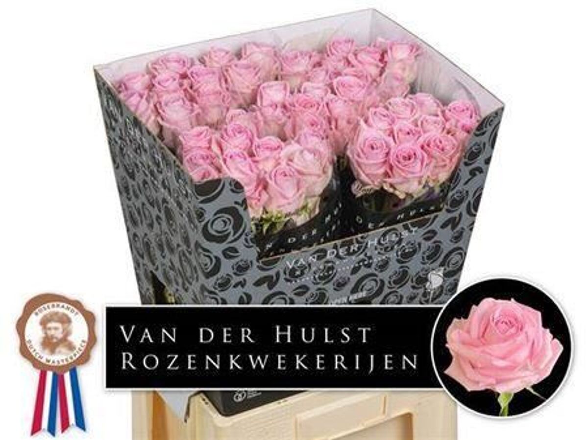 Rose Zaina | Van der Plas