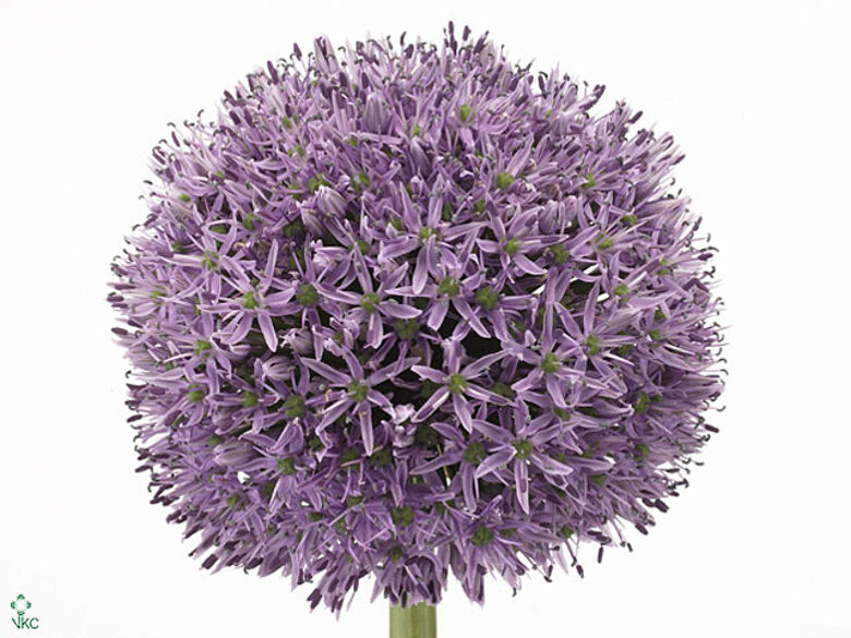 Allium Gladiator | Van der Plas
