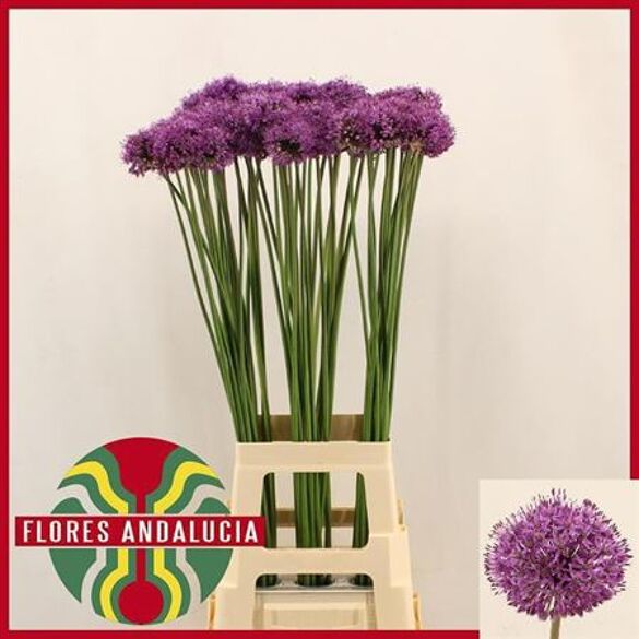 Allium Gladiator | Van der Plas