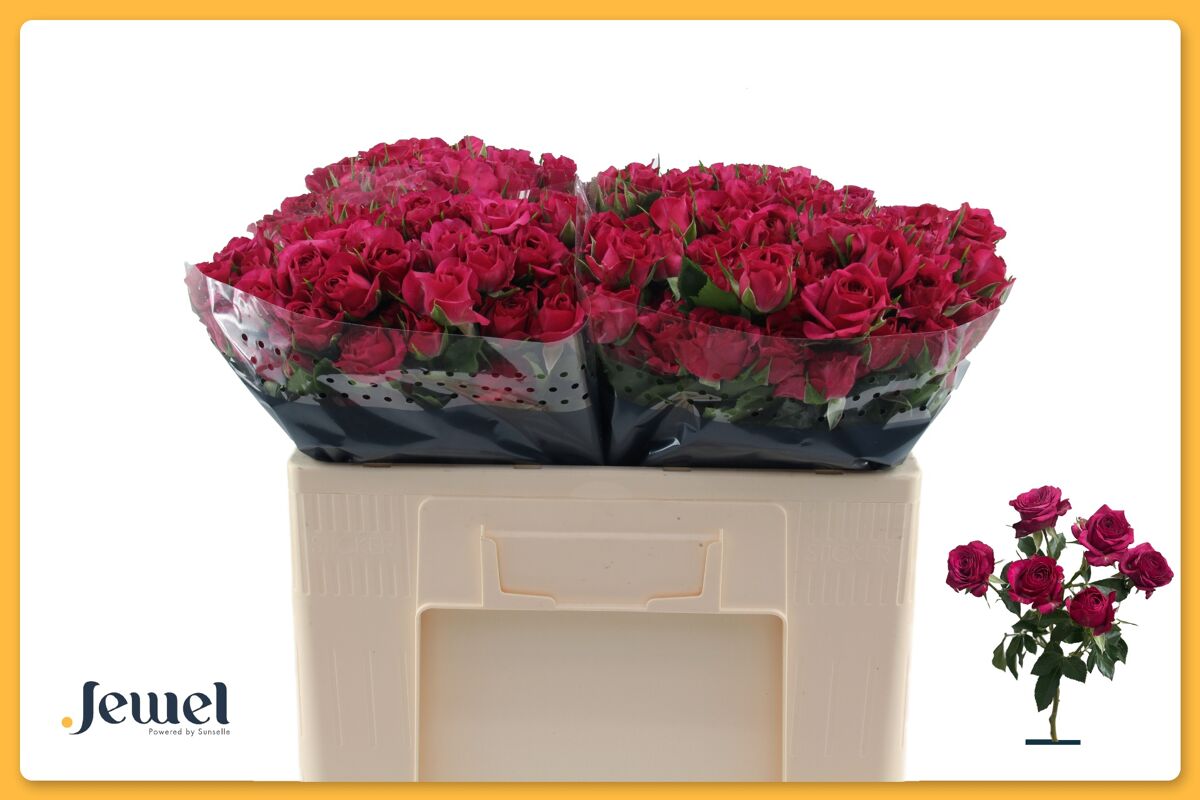 Spray Rose Cheyenne | Van der Plas