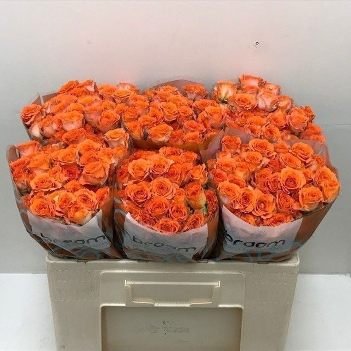 Spray Rose Ariya | Van der Plas