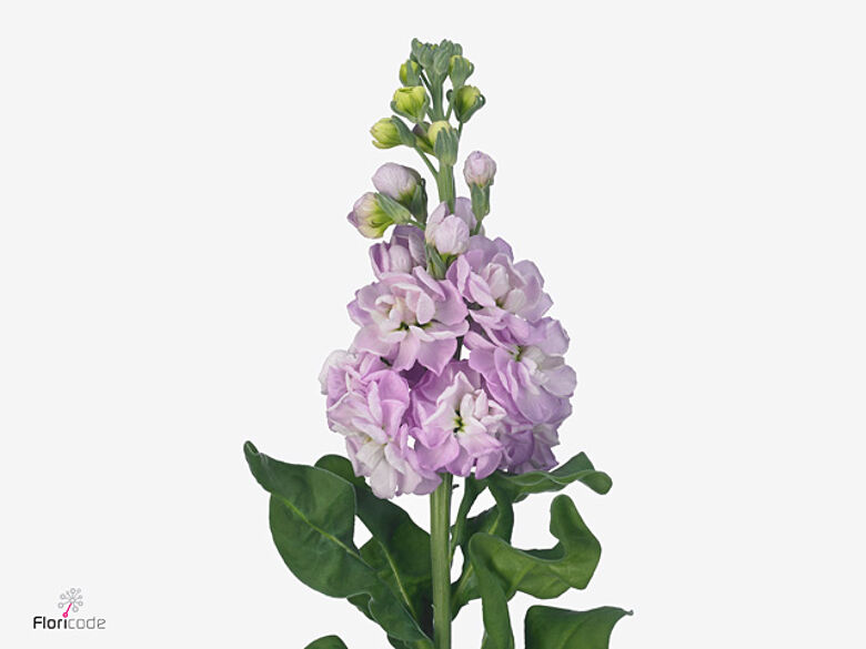 Matthiola Mathilda Rosa | Van der Plas