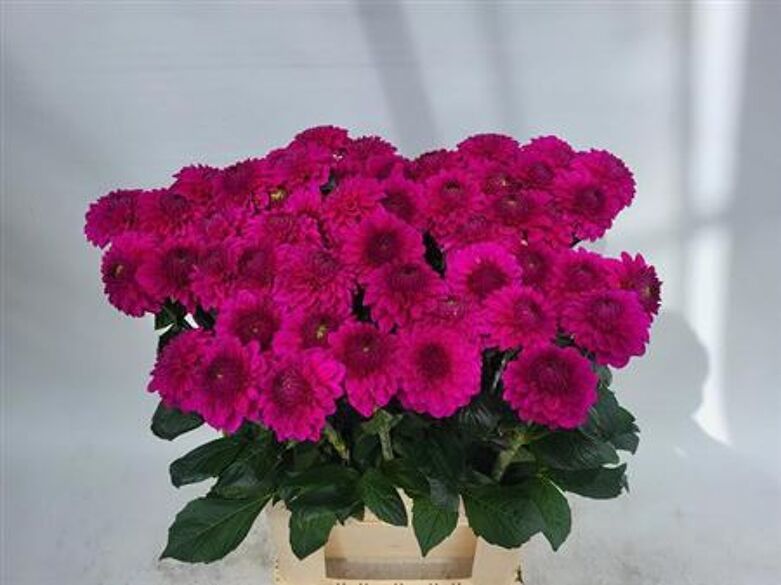 Dahl Ball Purple Fox Kas | Van der Plas