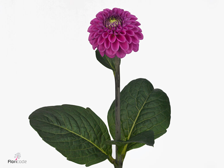Dahl Ball Purple Fox Kas | Van der Plas