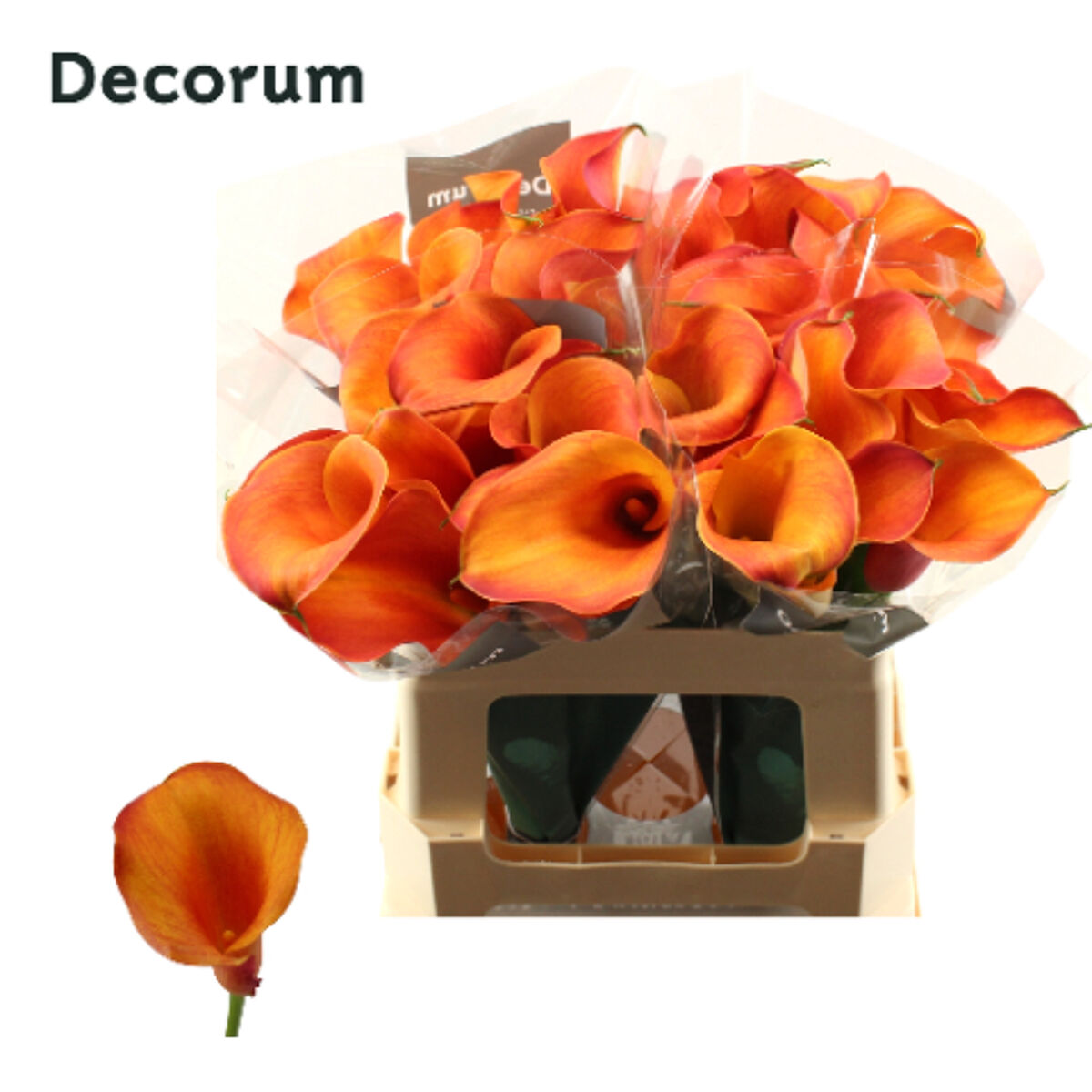 Calla Captain Odeon | Van der Plas