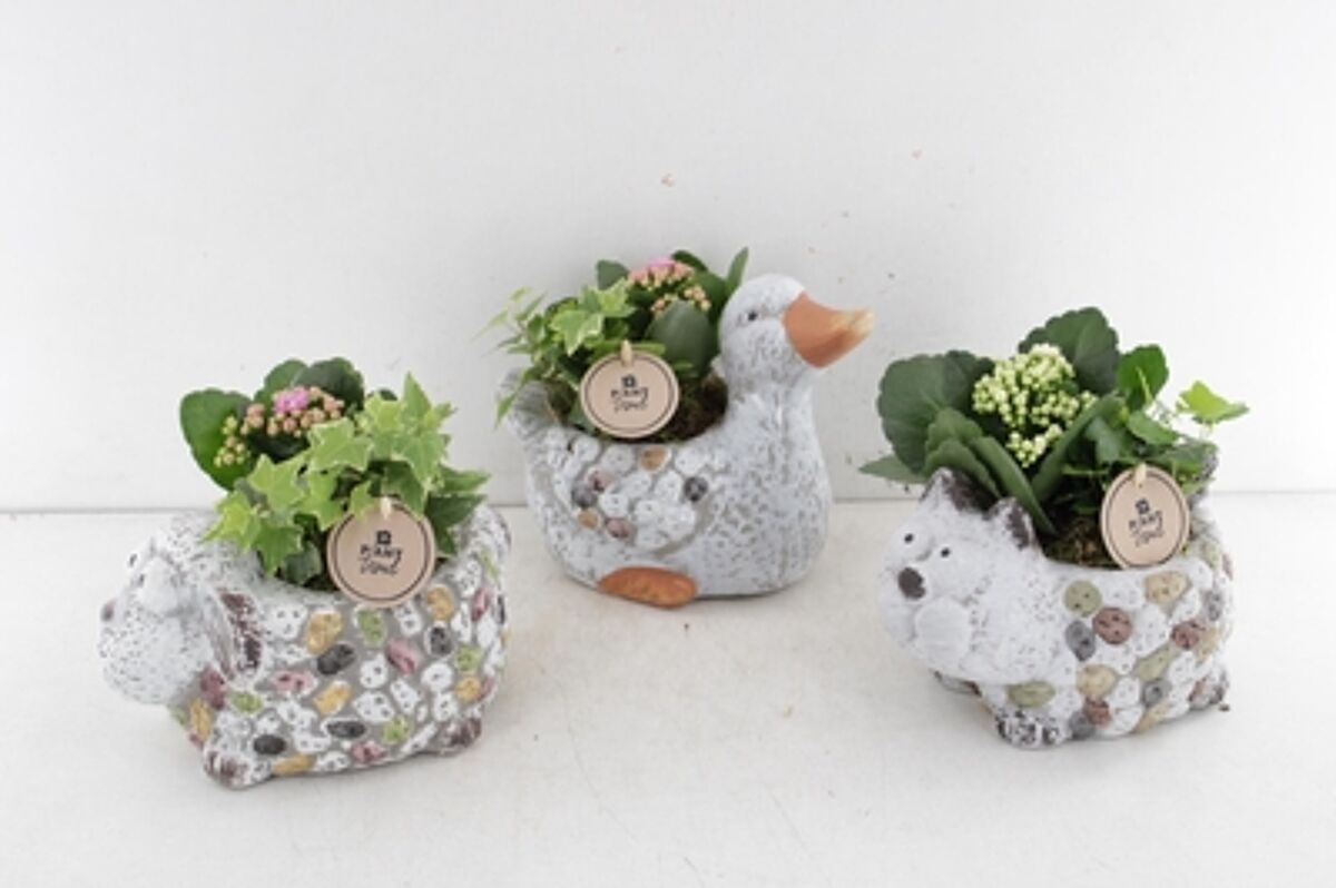 Arr2 Pl Dieren Mix Indoor | Van der Plas