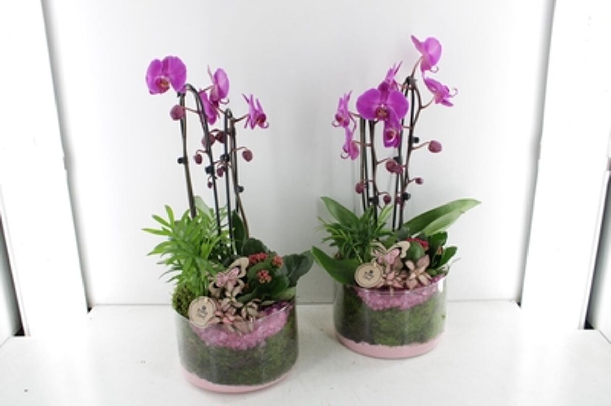 Arr2 Pl Phal Cilinder Schaal Large - Lila | Van der Plas