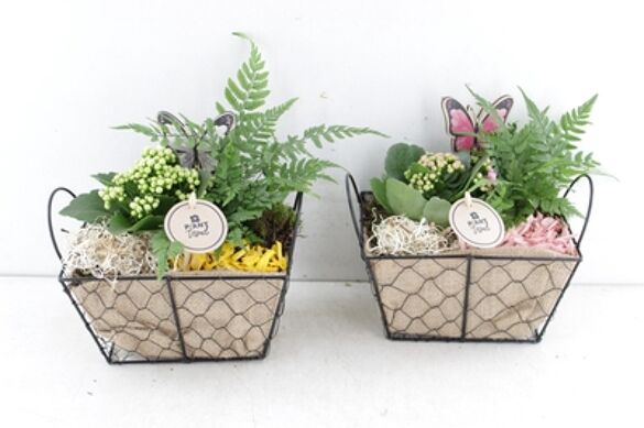 Arr2 Pl Gaasmand Met Jute - Mix | Van der Plas