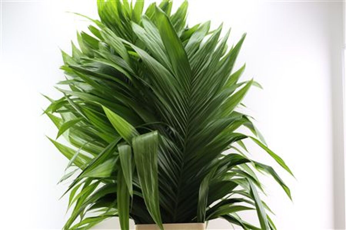Areca Catechu | Greenflor