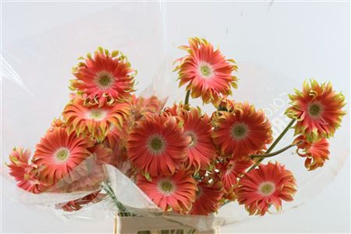 Ge Kv Pastini Rivello | Greenflor