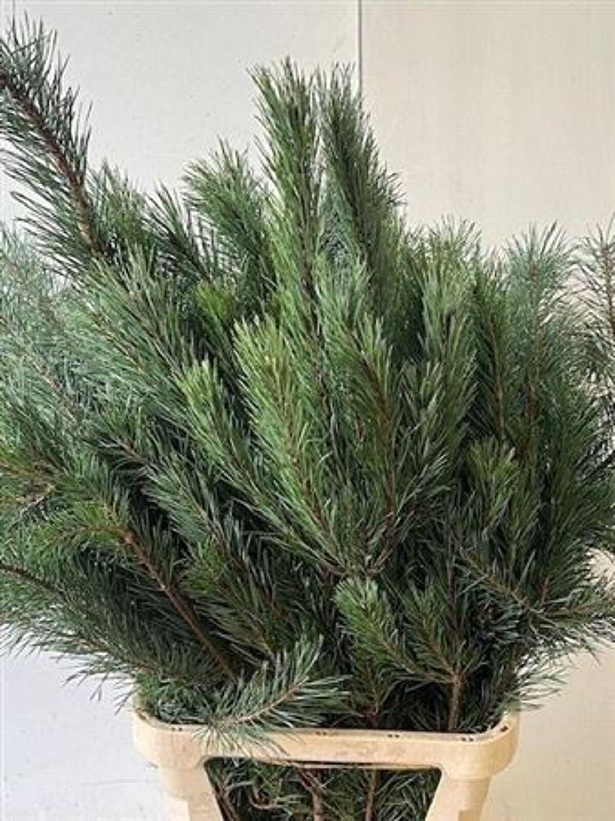 Pinus Alaska | Greenflor