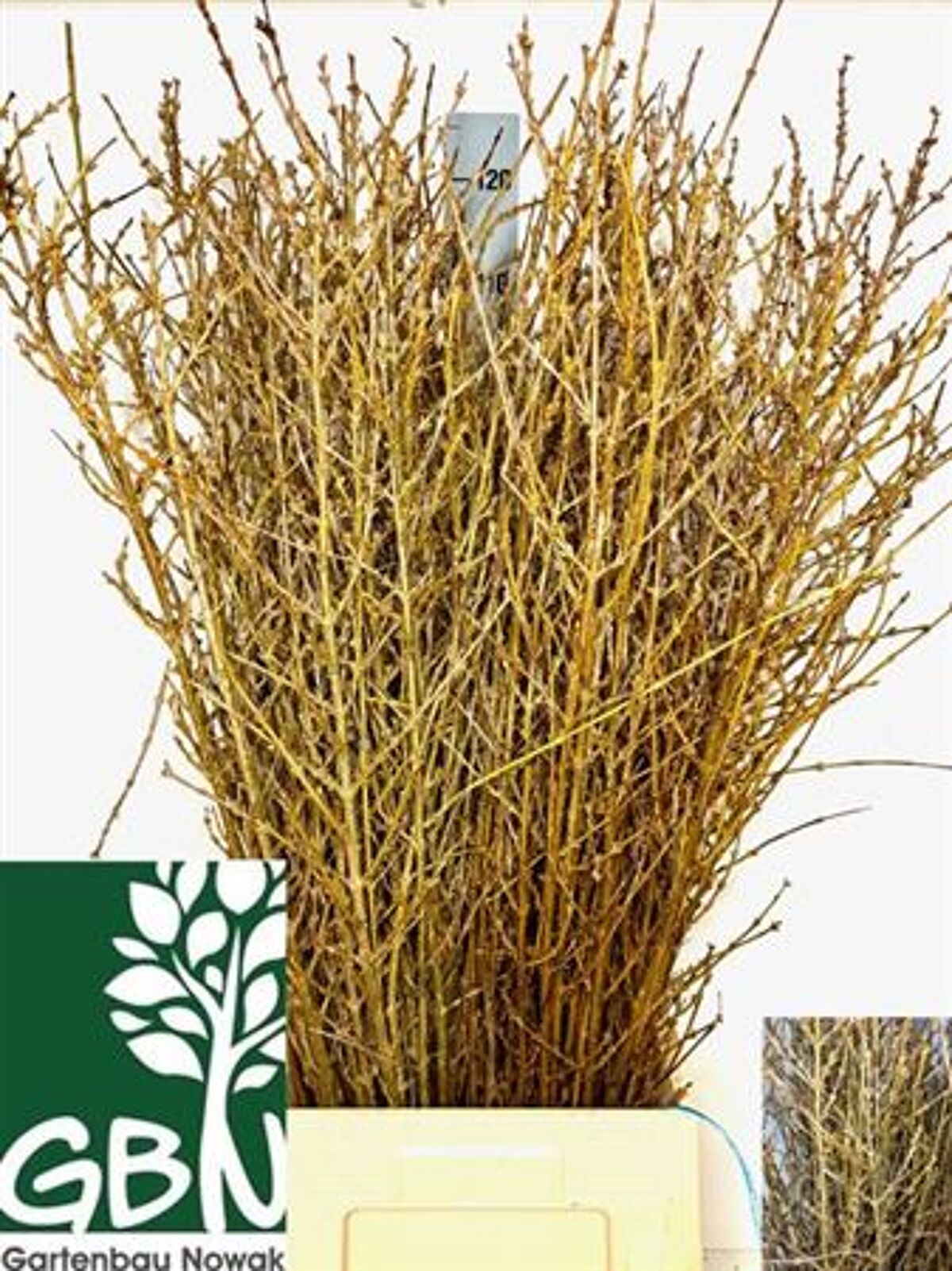 Forsythia Bos | Greenflor