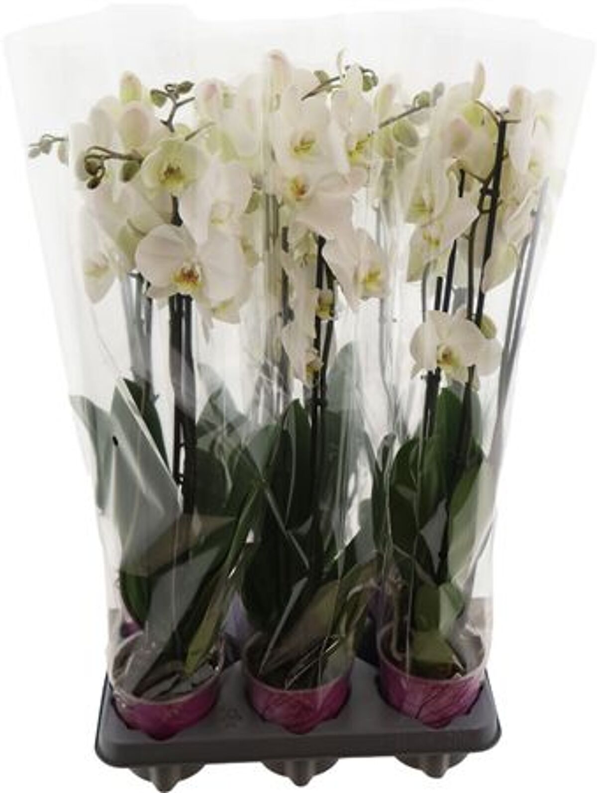 Phal Wit 3 Tak Piko Plant | Van der Plas