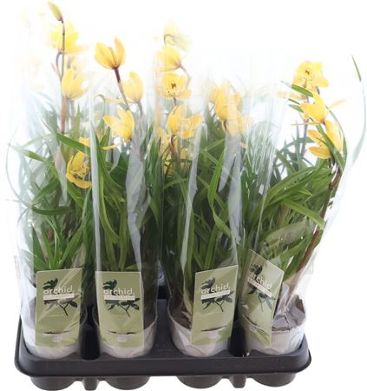 Cymbidium Overig 1 Tak | Van der Plas