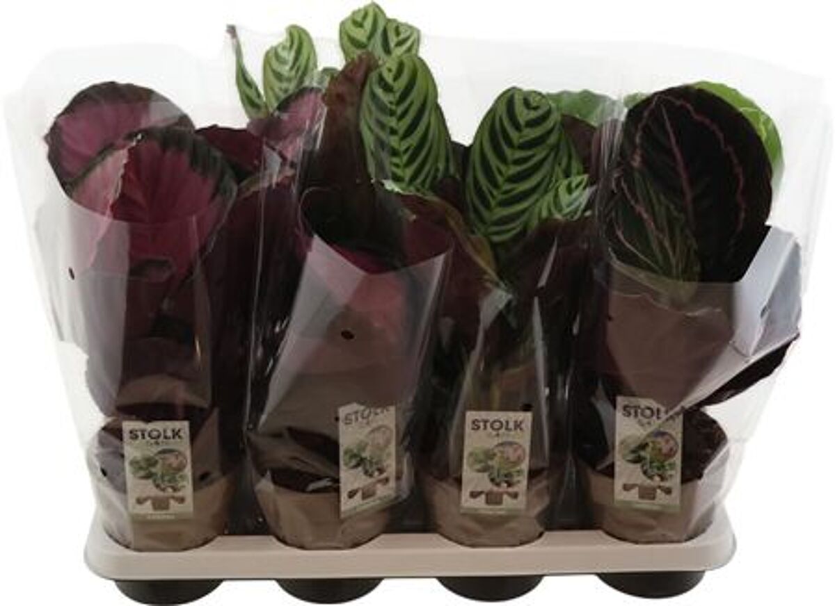 Calathea Gemengd | Van der Plas