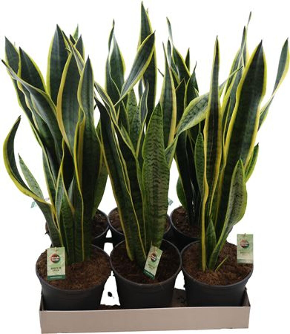 Sans Tri Laurentii | Van der Plas