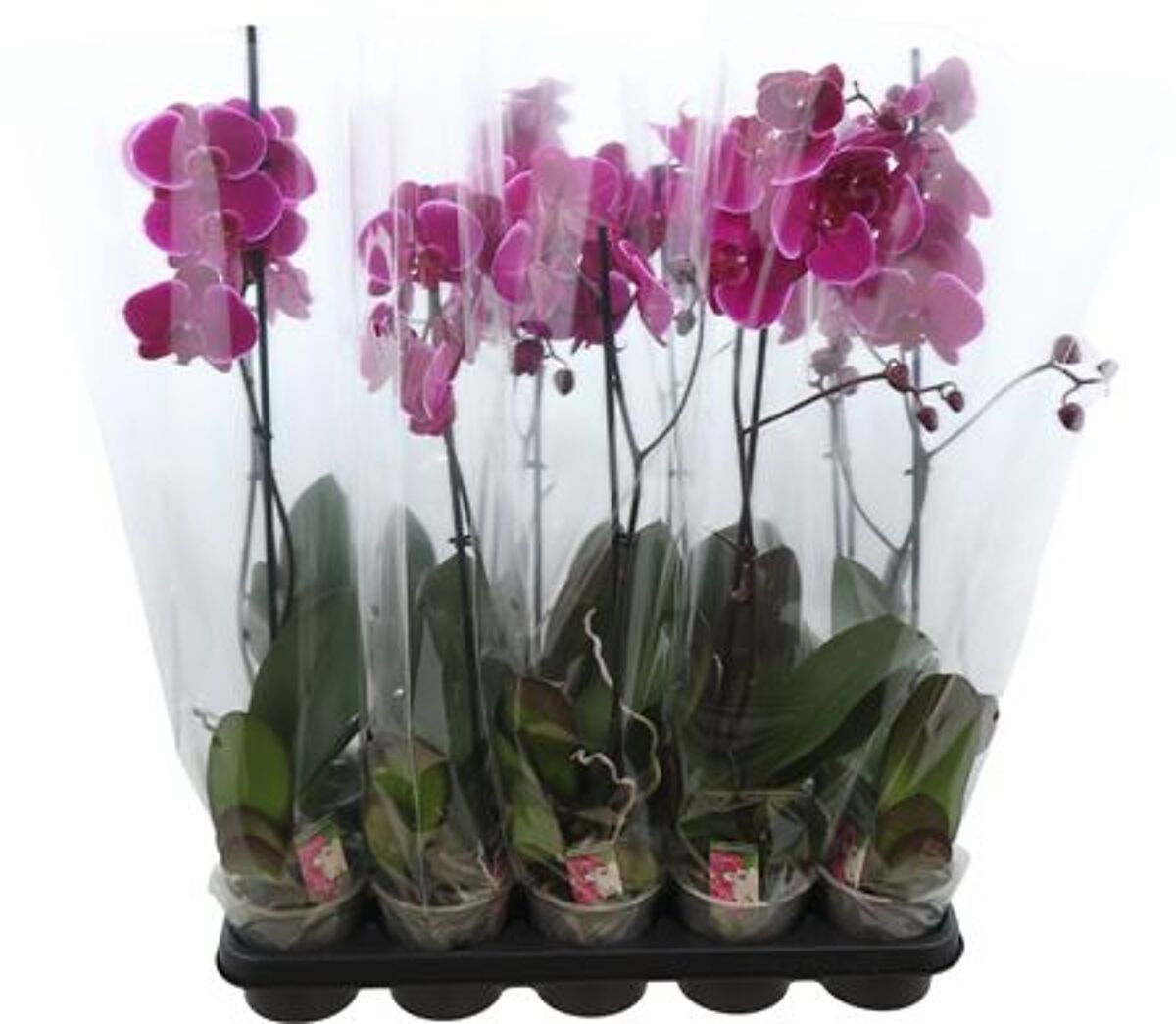 Phal Paars 1 Tak Levo Plant | Van der Plas