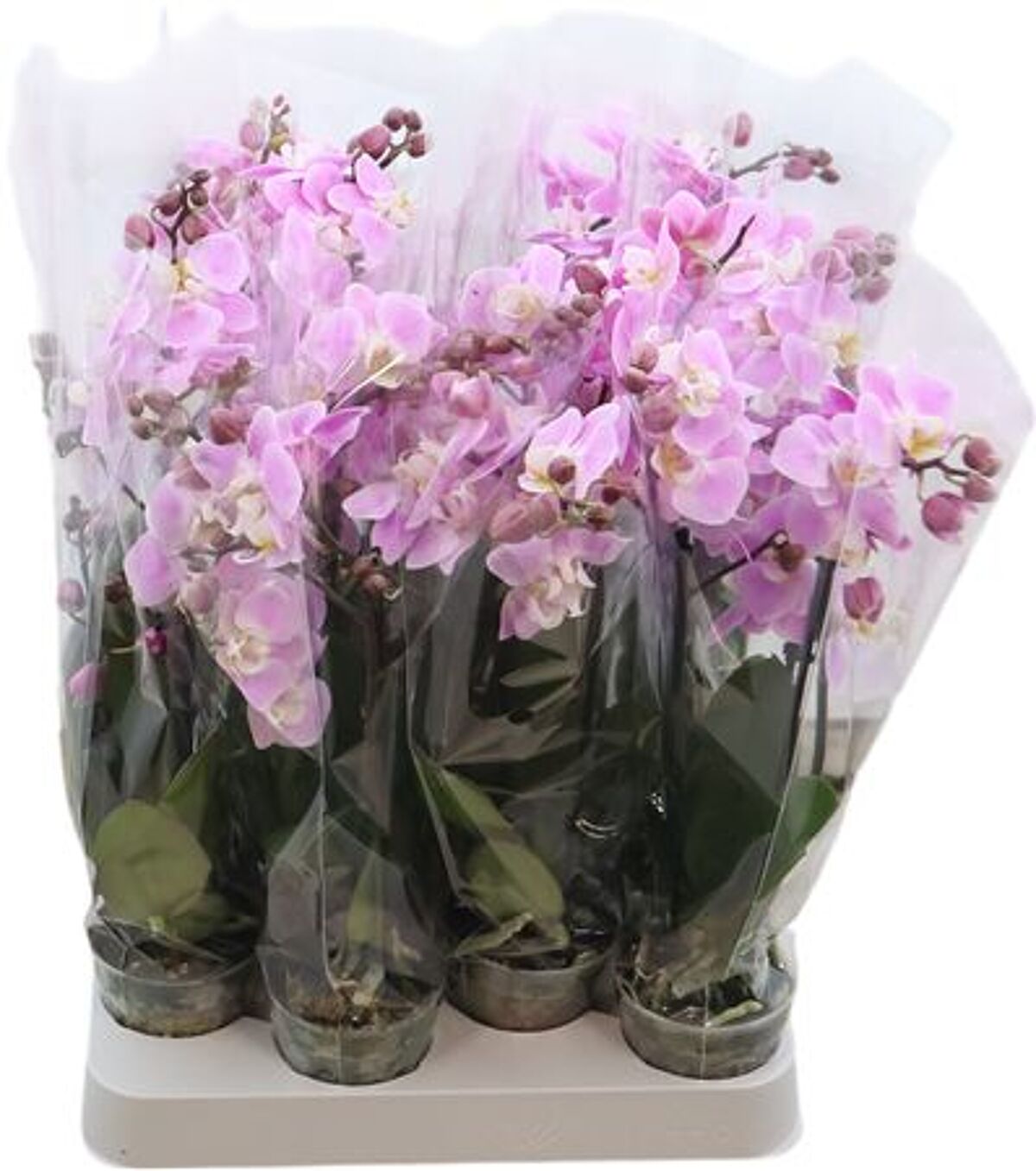 Phal Mini Sweety Fenna 3 Tak (optifriends) | Van der Plas