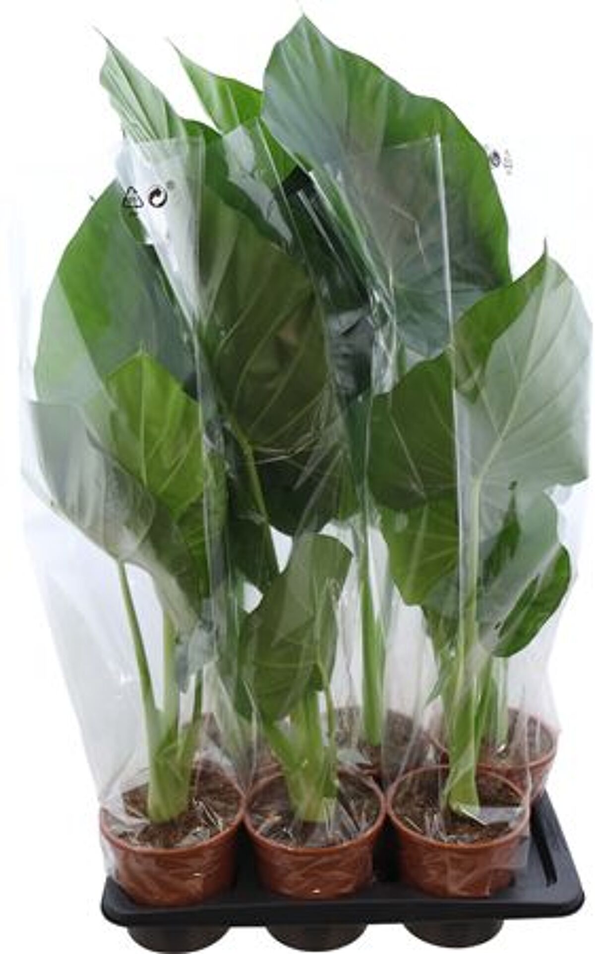 Alocasia Macrorrhizos | Van der Plas