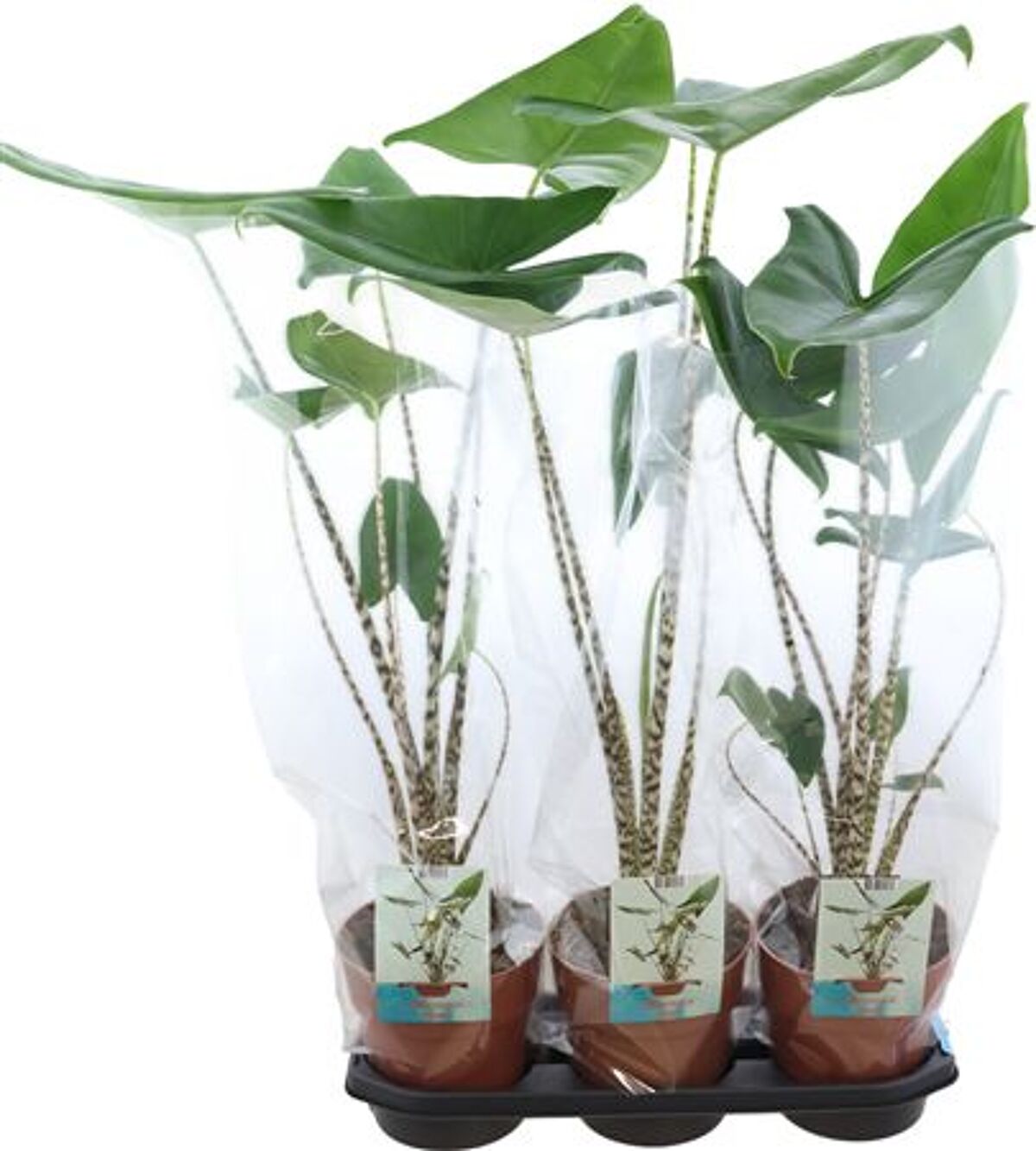 Alocasia Zebrina | Van der Plas