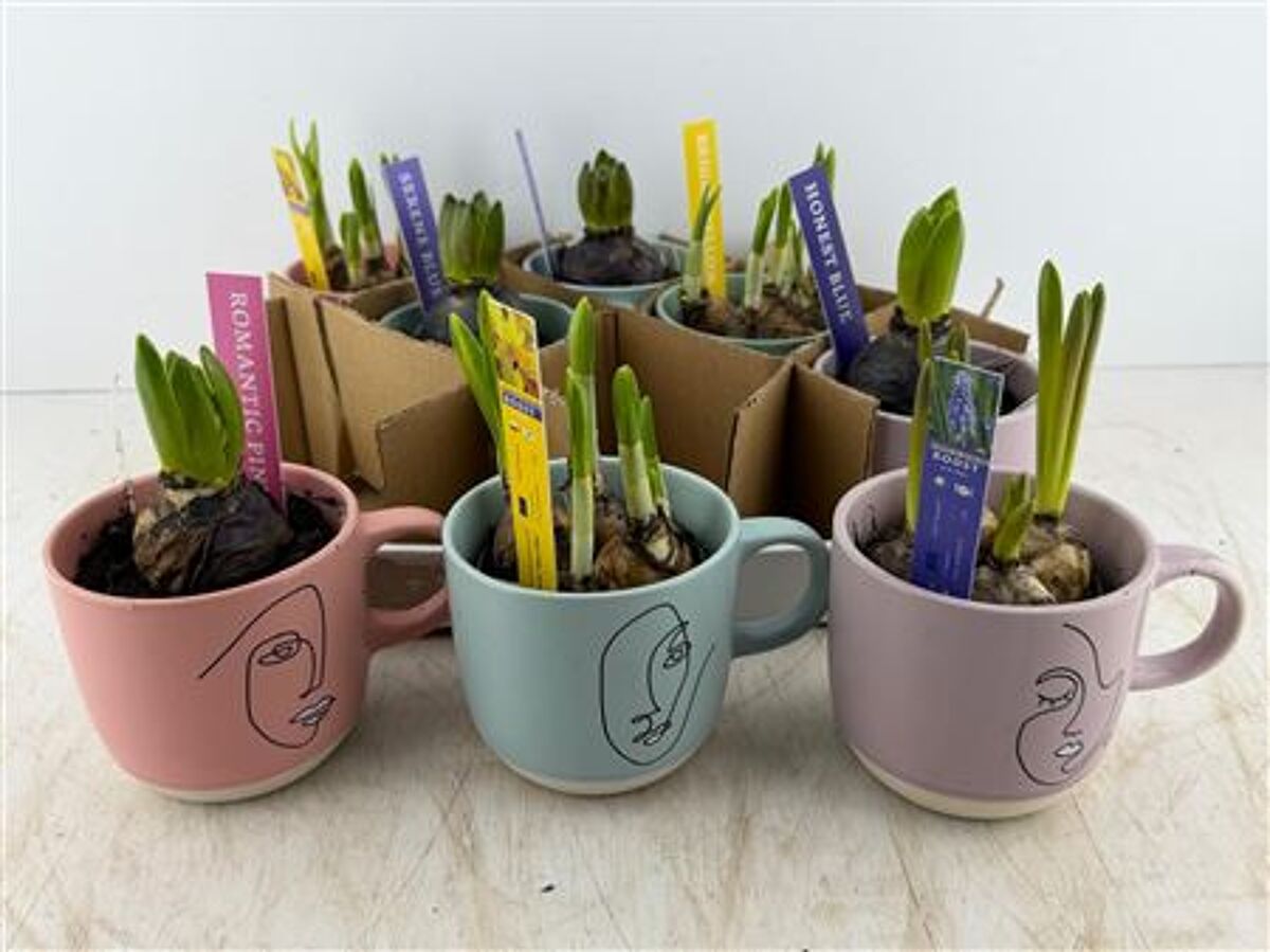 Arr (7) Keram. Bekers Mix | Van der Plas