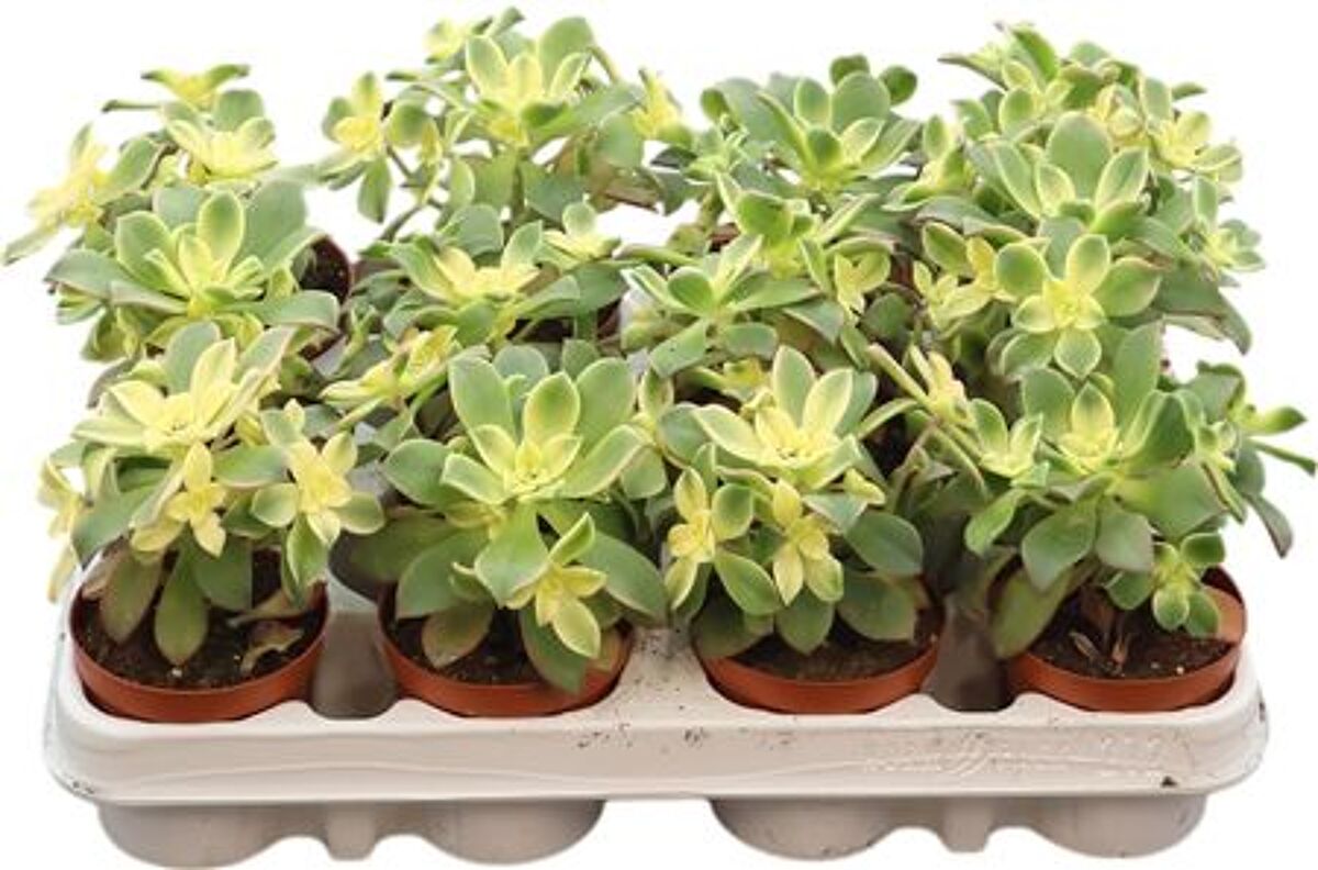 Aeonium Kiwi | Van der Plas