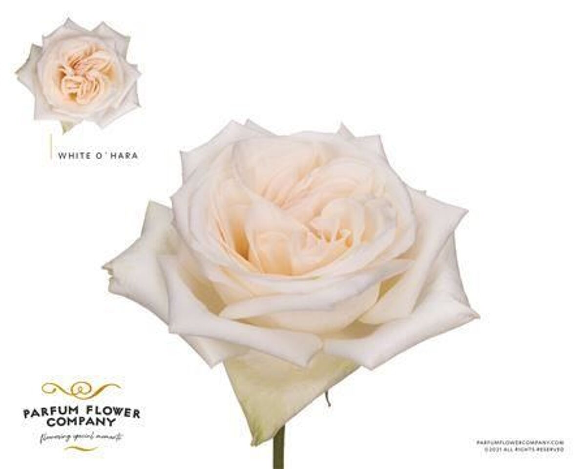 R Gr Garden White O Hara | Van der Plas