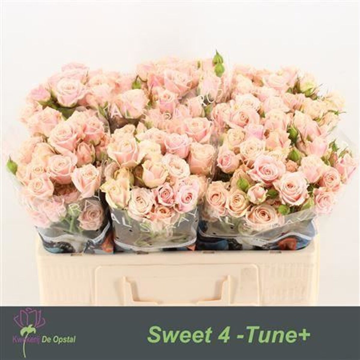 R Tr Sweet 4-tune+ | Van der Plas