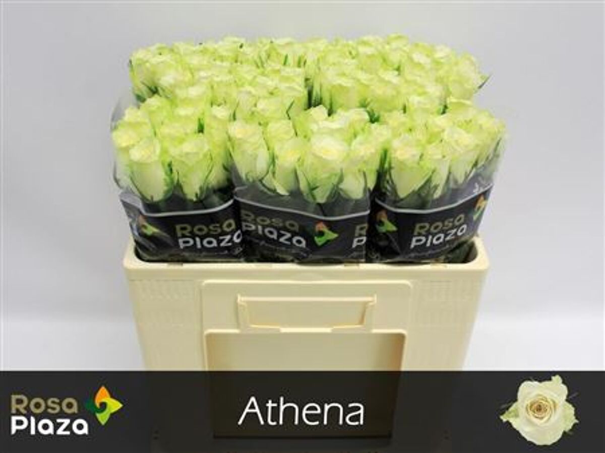 R Gr Athena | Van der Plas