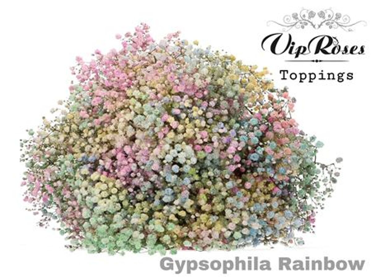 Gyps Pa Rainbow Pastel | Van der Plas