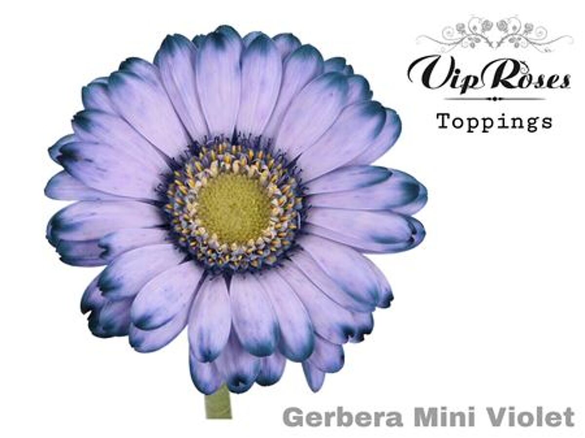 Ge Mi Violet | Van der Plas