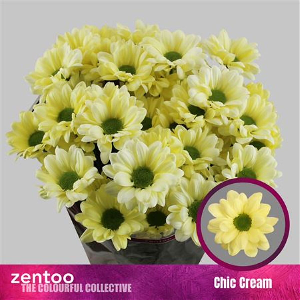 Chr T Chic Cream | Van der Plas