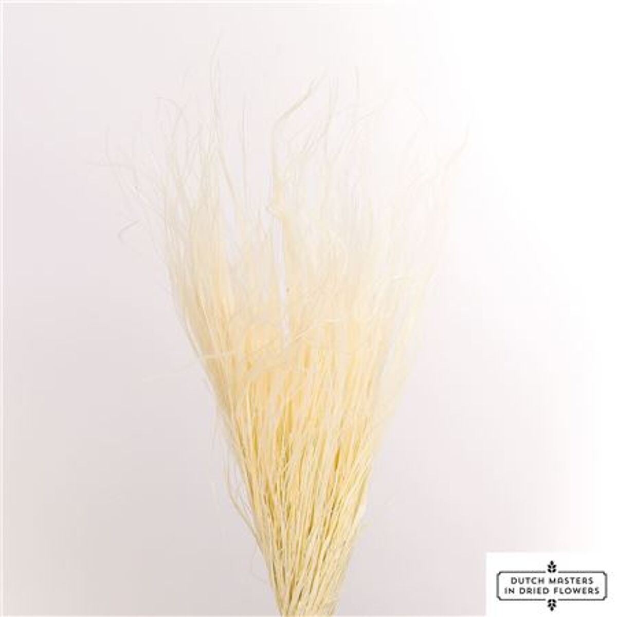 Dried Stypa Pennata White Bunch | Van der Plas