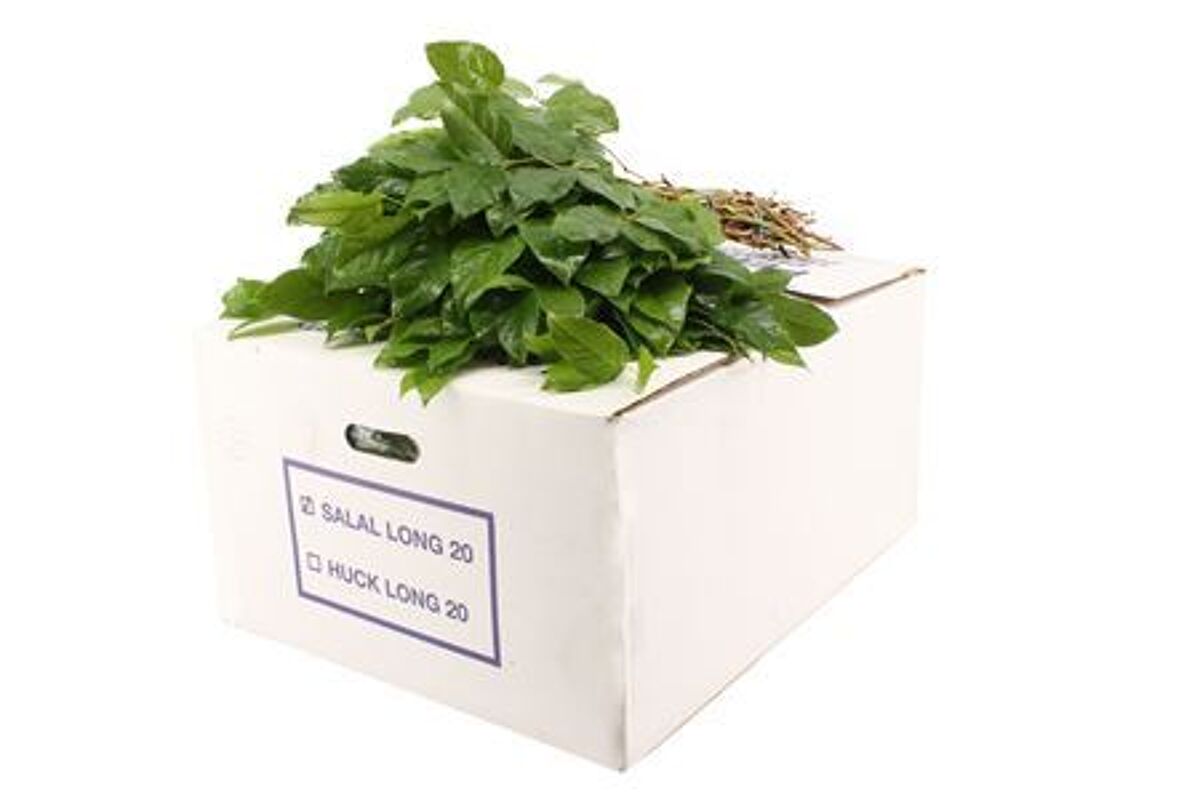 Salal Tips Long X20 | Van der Plas