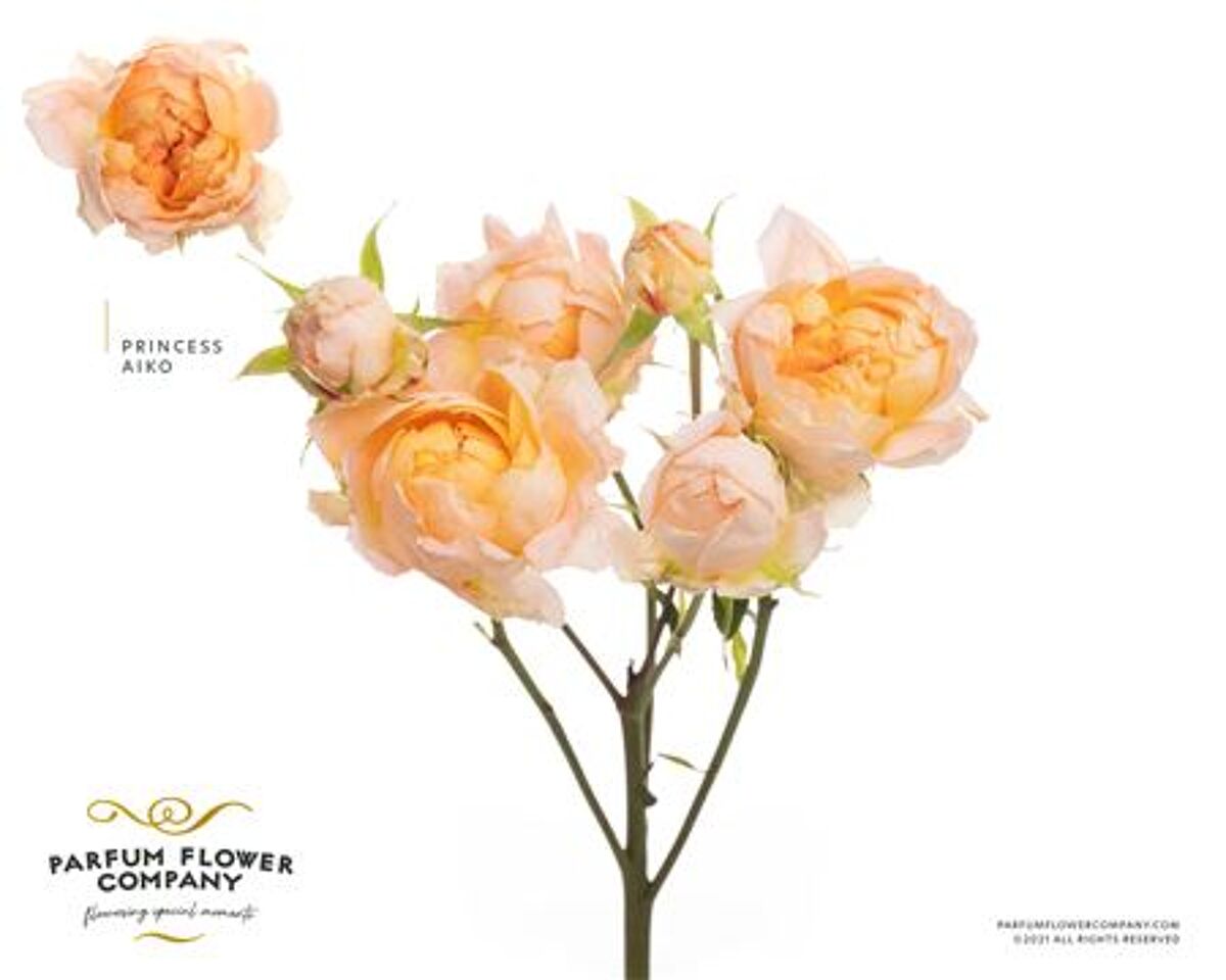 Rosa Spray Princess Aiko | Van der Plas