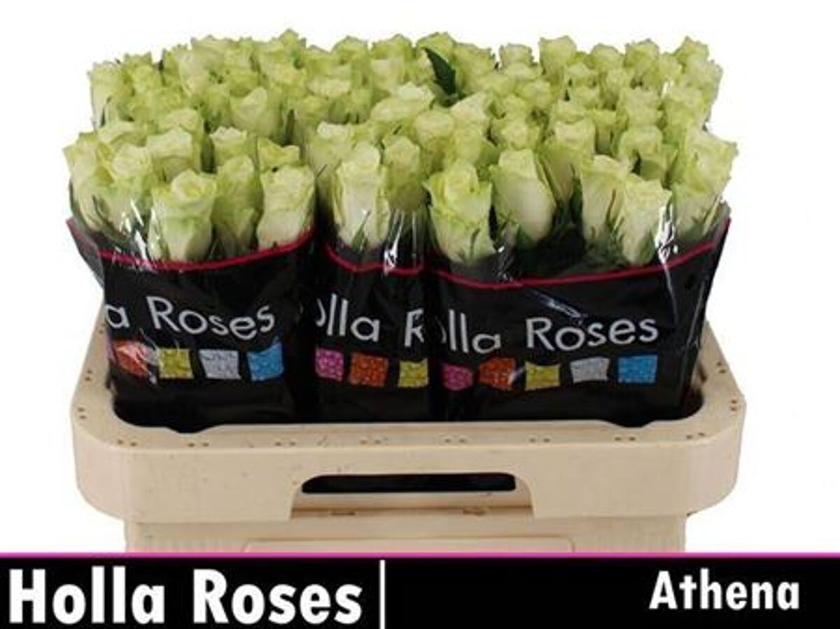 R Gr Athena | Van der Plas