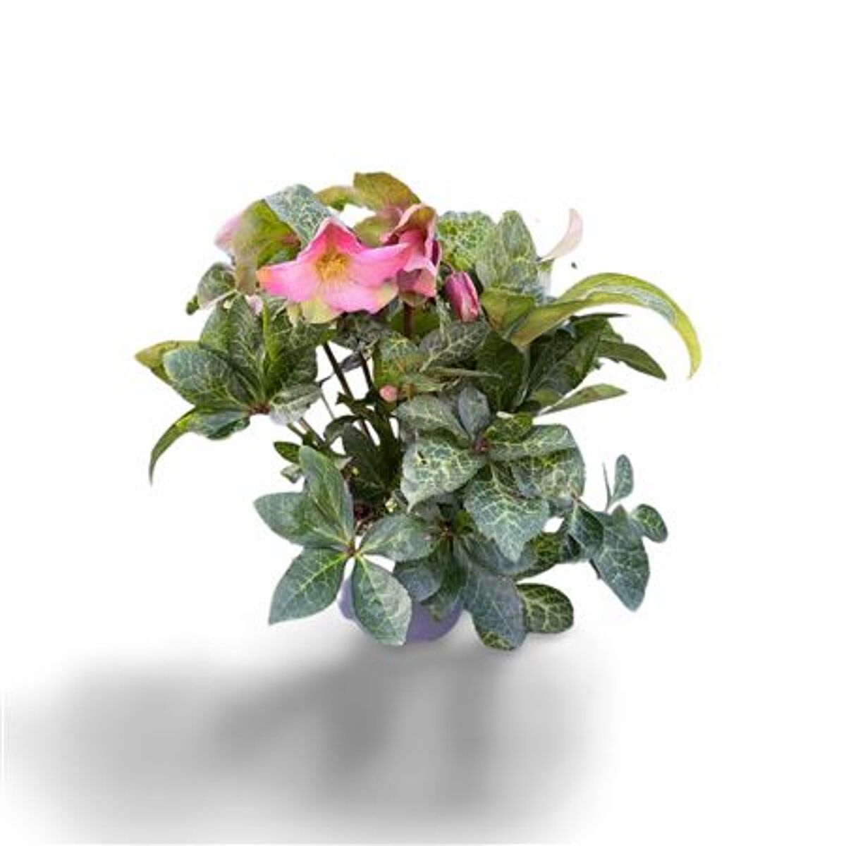 Hell Pink Princess 20+ | Van der Plas