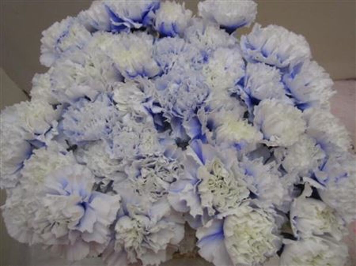 Di St G Pastel Lilac | Van der Plas