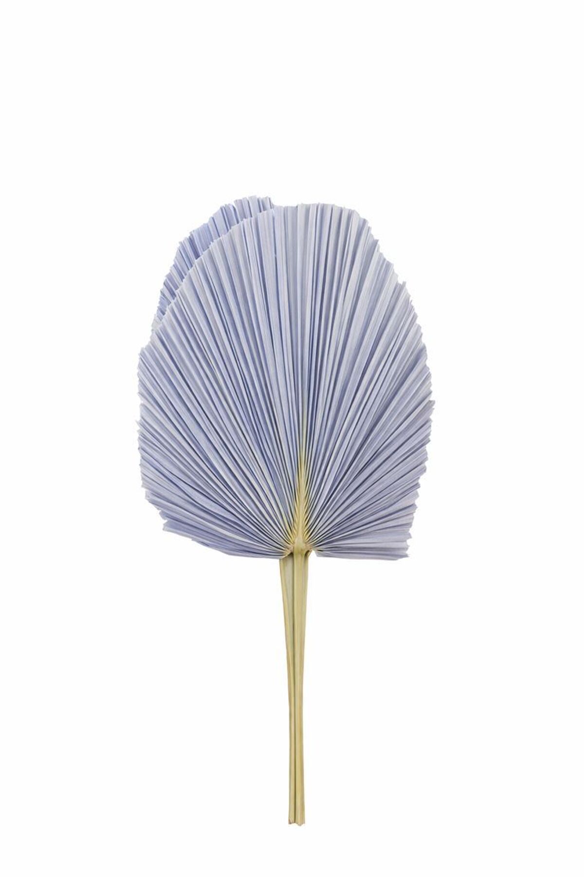 Dried Palm Spear 3pc Xxl Bl Milka Bunch | Van der Plas