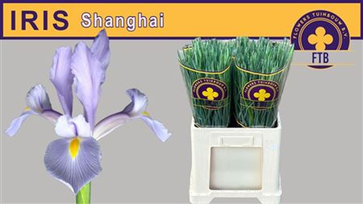 Iris - Shanghai | Van der Plas