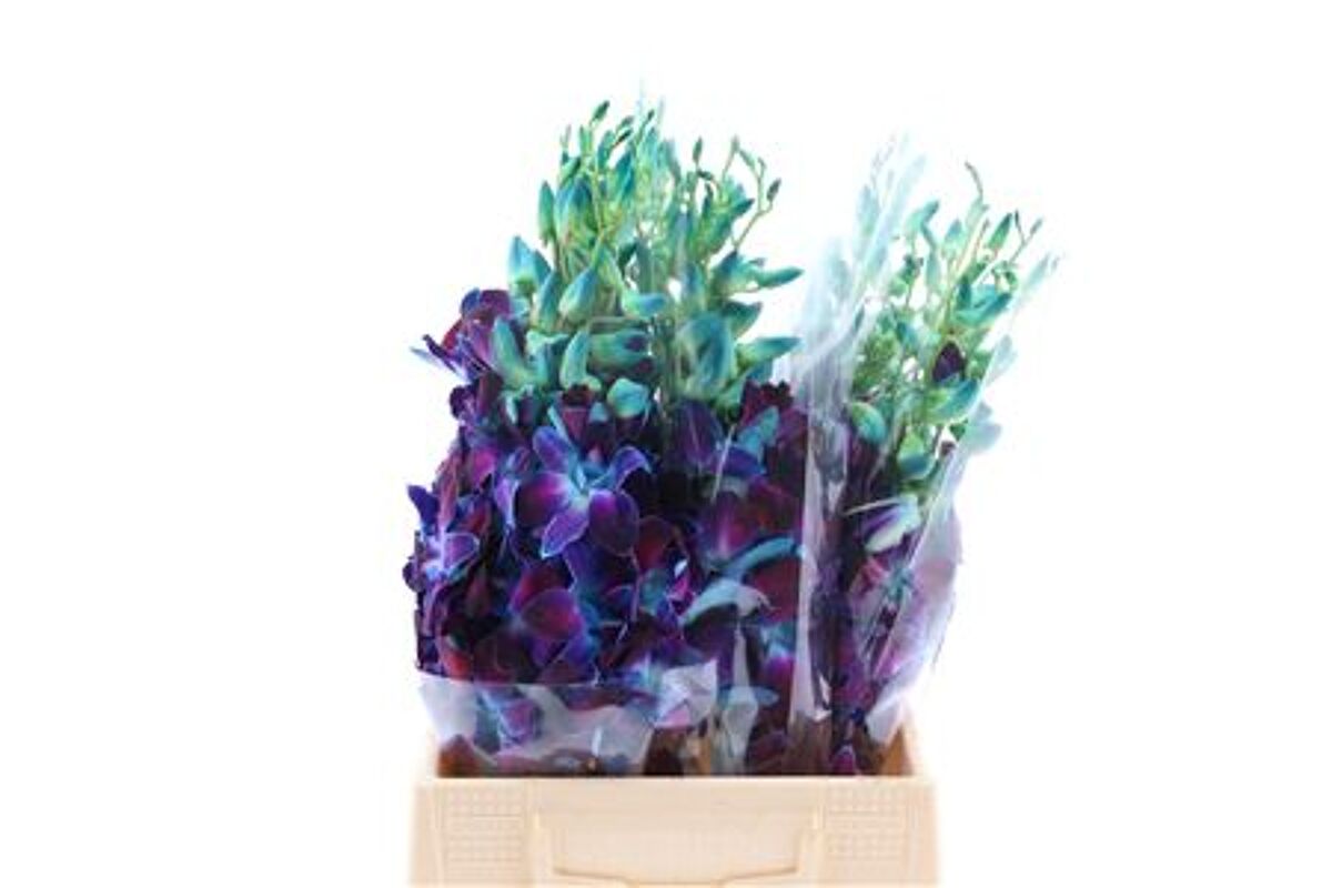 Dendro Gal Blue Paint | Van der Plas