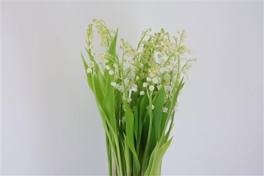 Convallaria Majalis (nl.) | Van der Plas